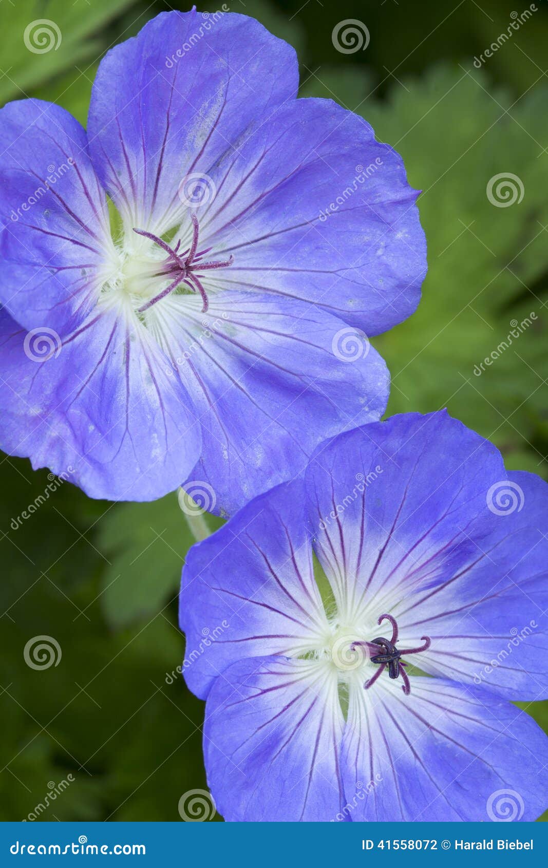 Blue Geranium flowers stock photo. Image of green, pink - 41558072
