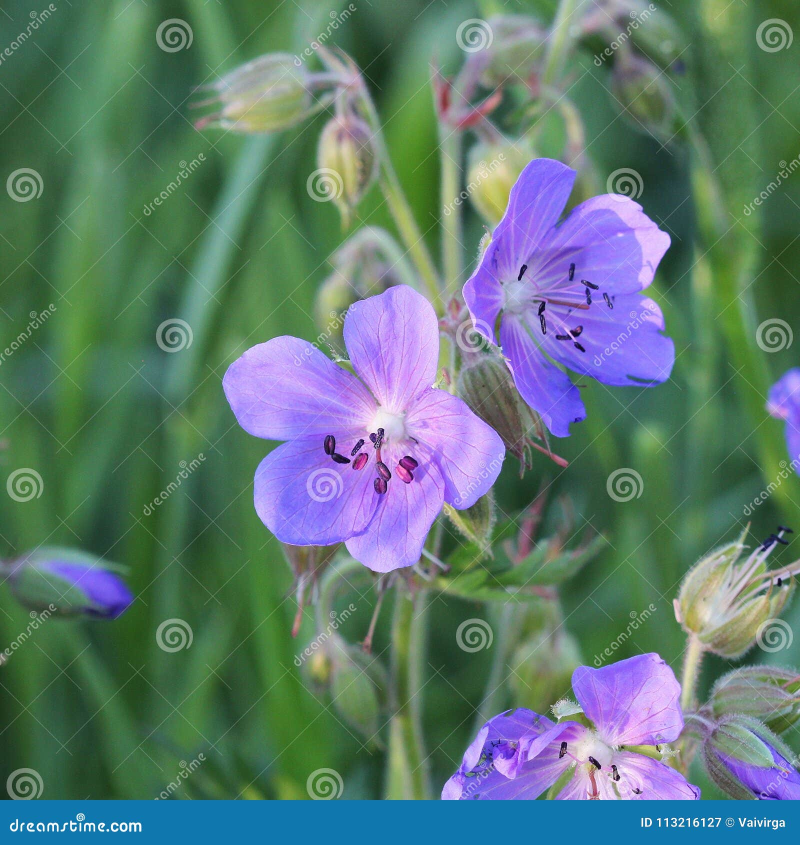 Blue Geranium Pratense Flower. Geranium Pratense Known As the Meadow ...
