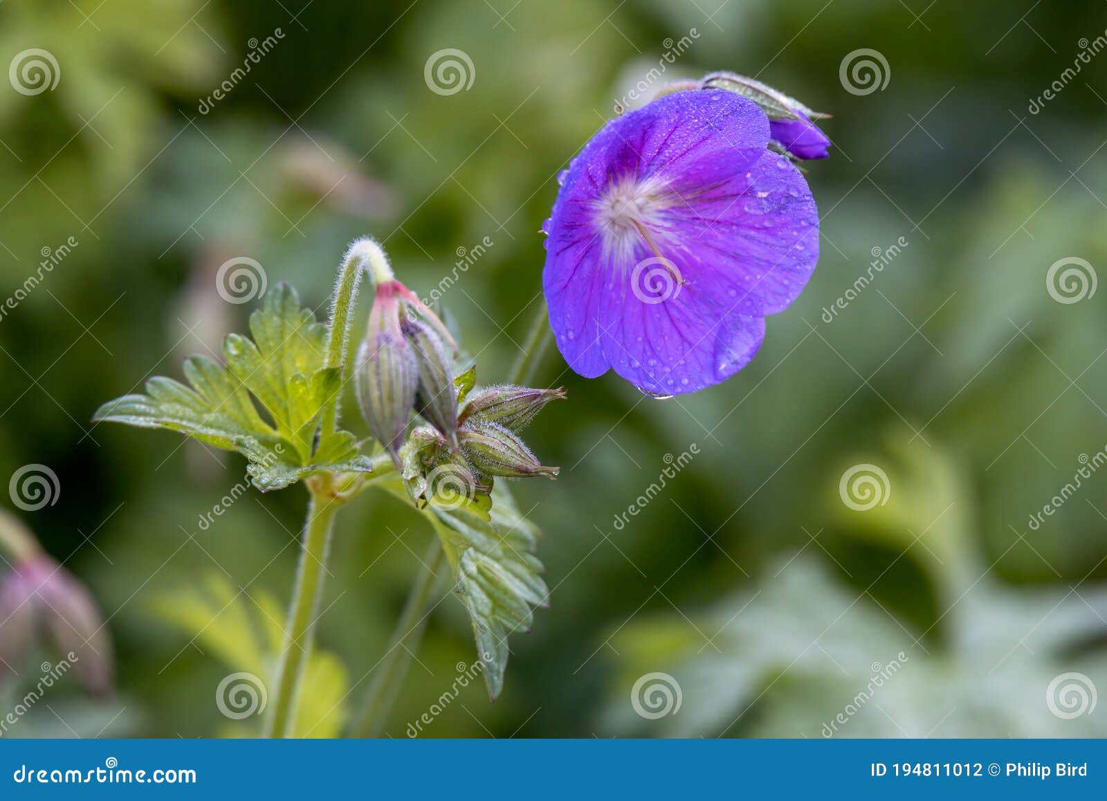 Blue Geranium Pratense Growing in a Garden in Candide Italy Stock Photo ...