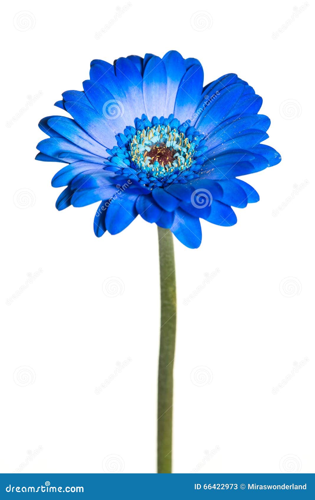 Single Blue Daisy Flower
