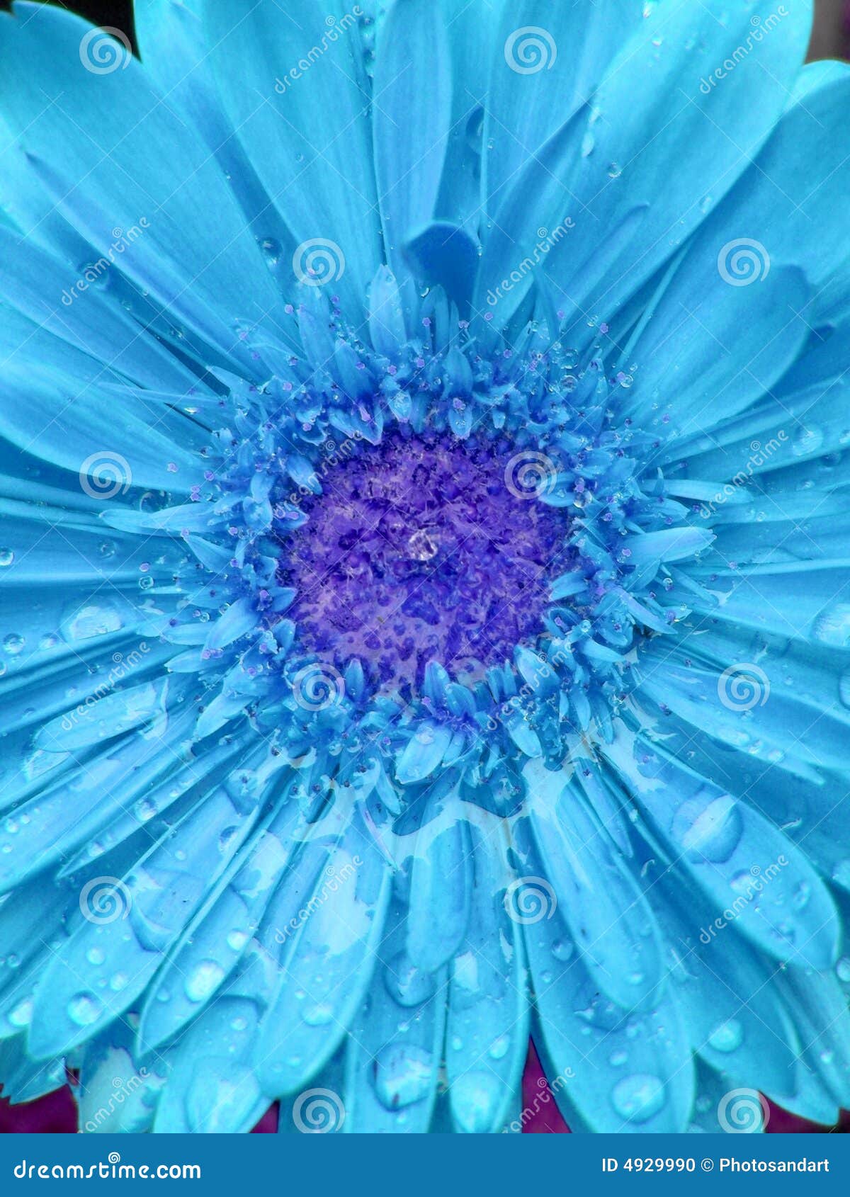 Blue Gerbera Daisy stock photo. Image of artistic, daisy - 4929990