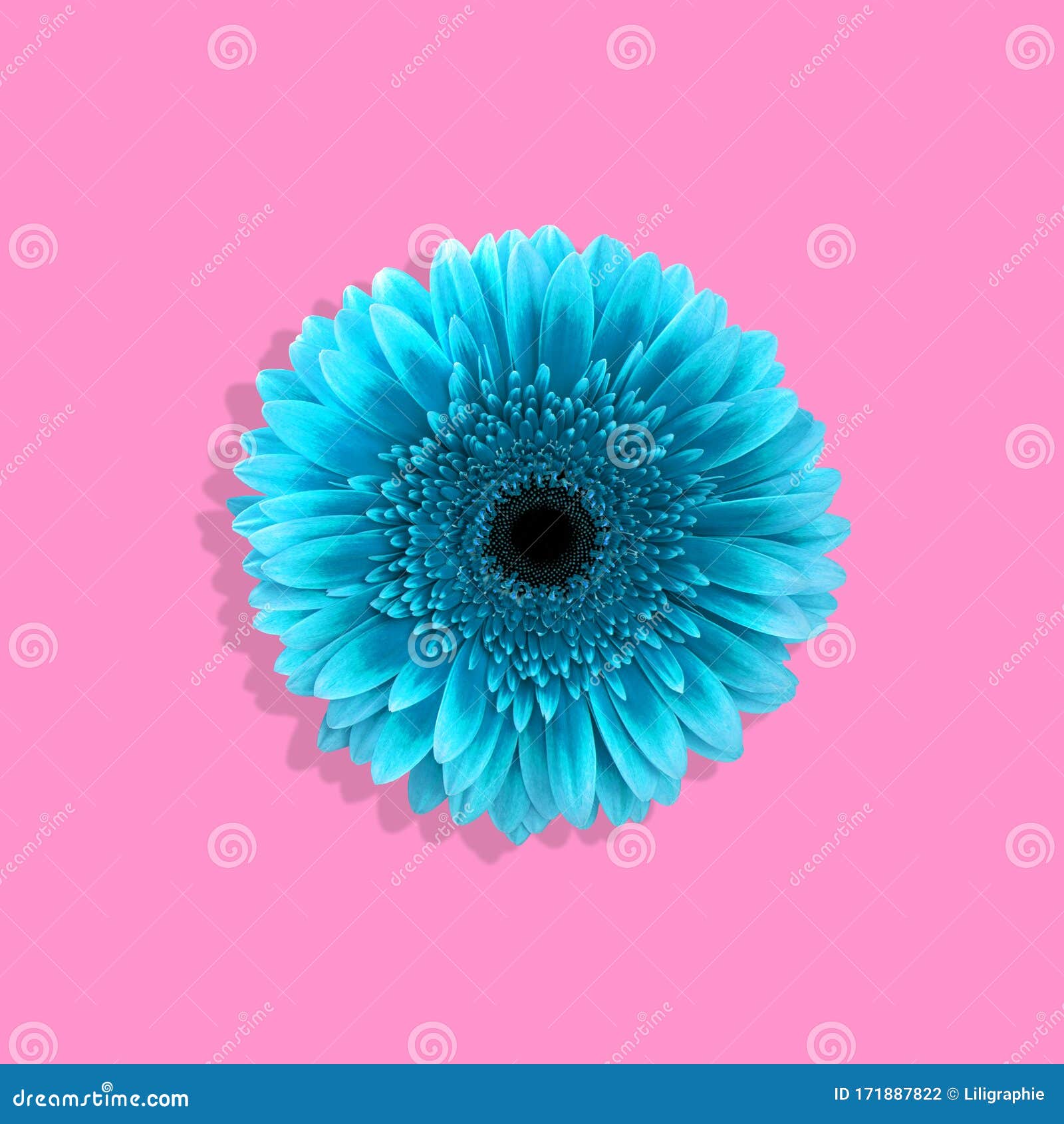 Blue Gerbera Daisy Flower Pink Background Stock Photo - Image of botany ...