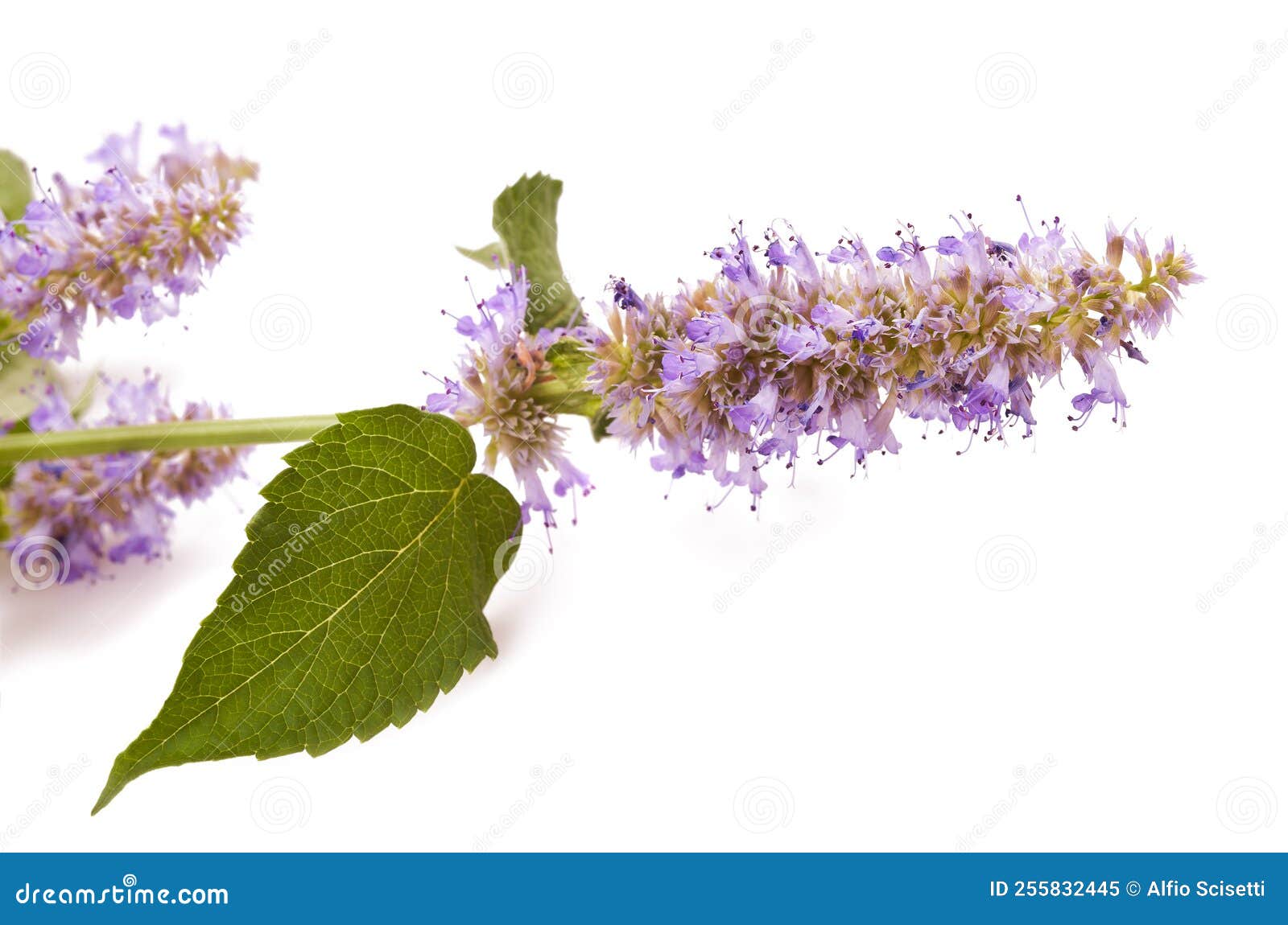 Blue Hyssop Or Hyssopus Officinalis. Flowering Plant Stock Photography ...