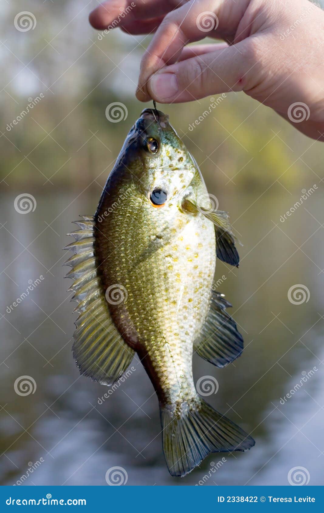 Blue Gill stock photo. Image of dorsal, scales, fishing - 2338422
