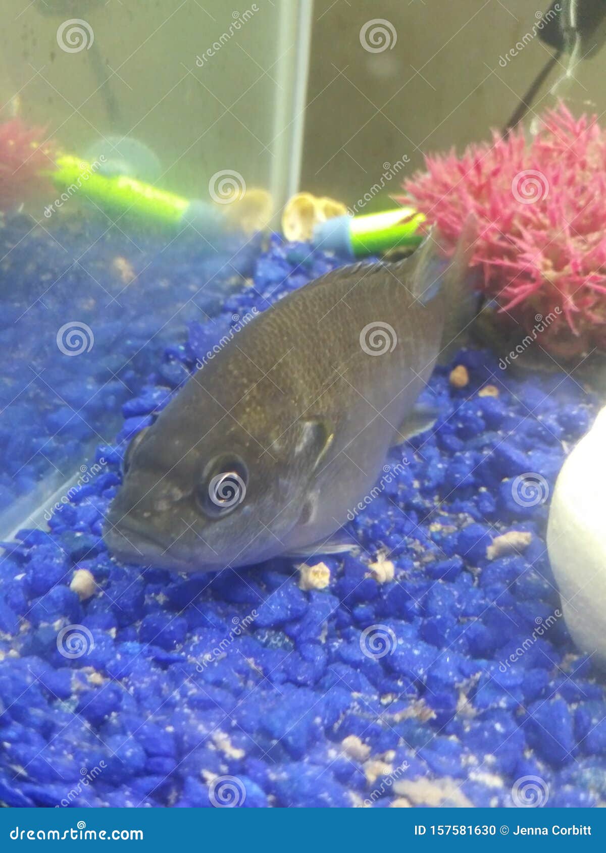 Blue Gill in a tank stock photo. Image of gill, blue - 157581630
