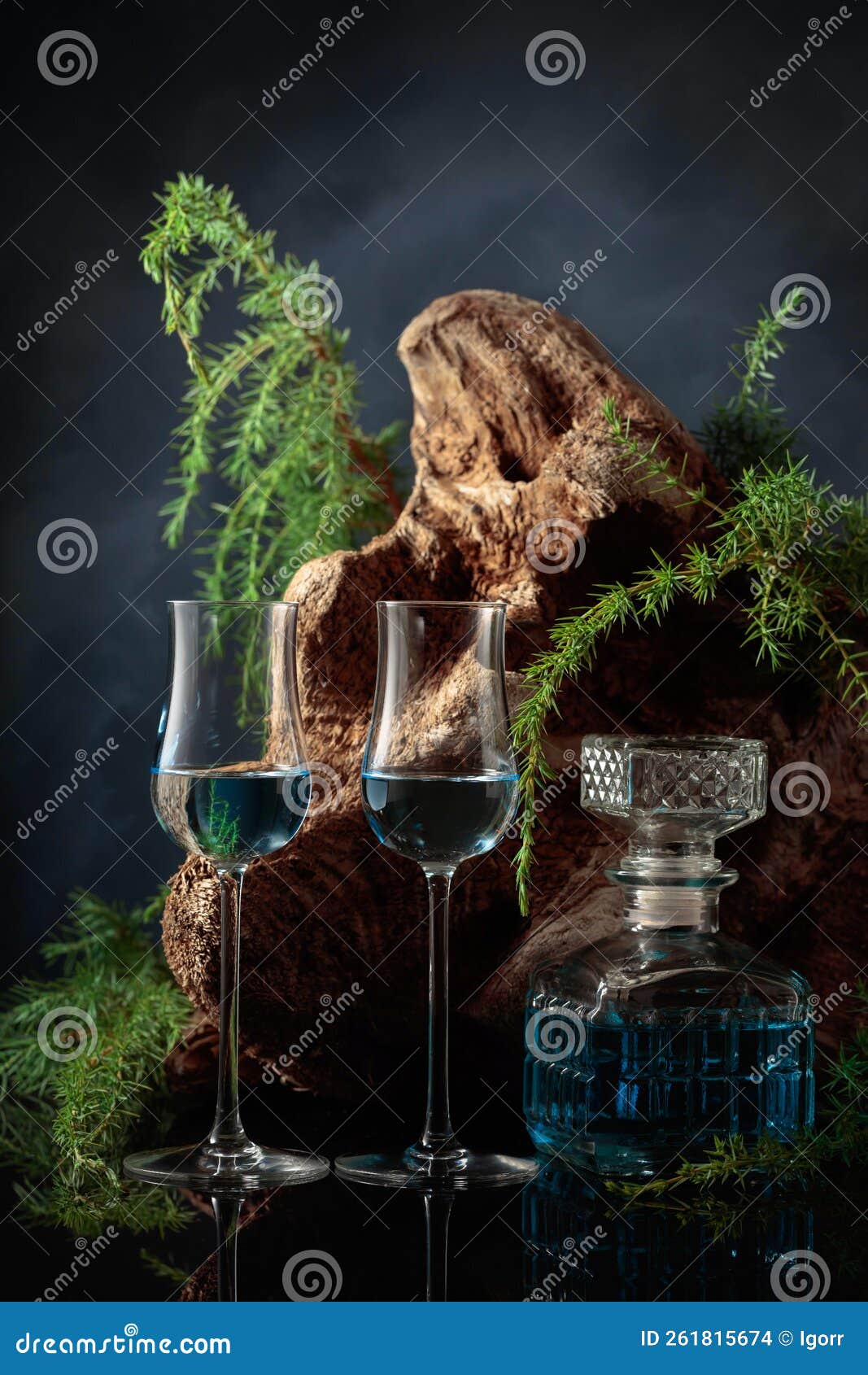 Blue Gin and Juniper Branches on a Black Background Stock Photo - Image ...