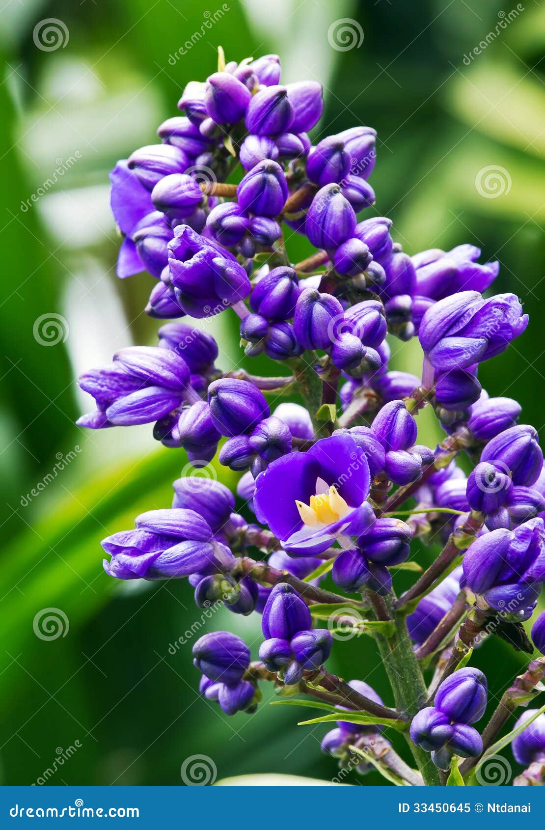 Blue Ginger flower plant stock image. Image of bright - 33450645