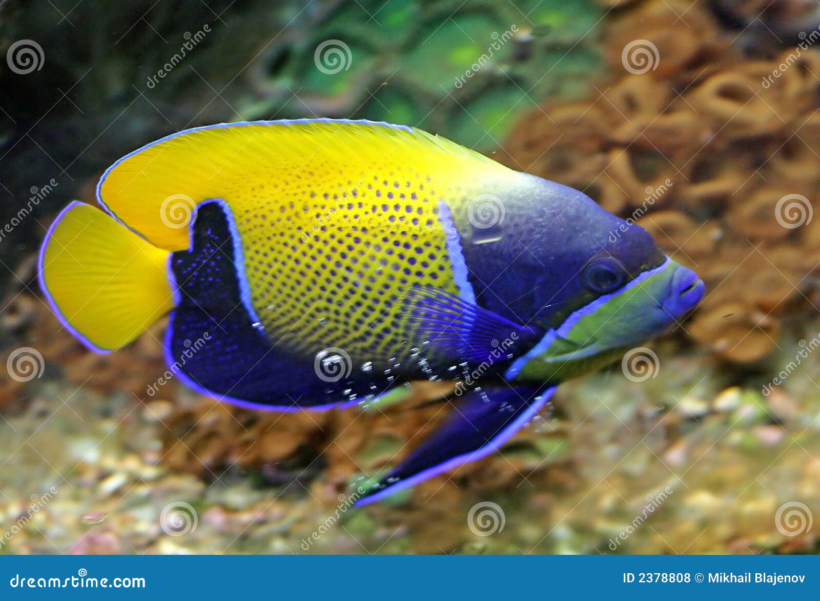 Blue Girdled Angelfish 1 stock photo. Image of salty, plankton - 2378808