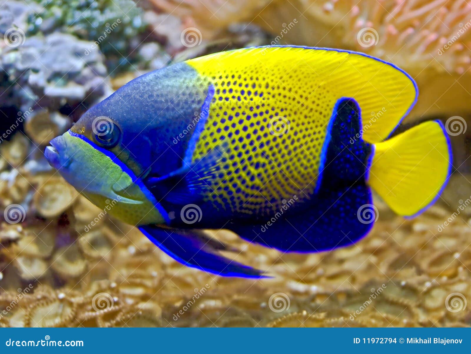 Blue girdled angelfish 6 stock photo. Image of tropical - 11972794
