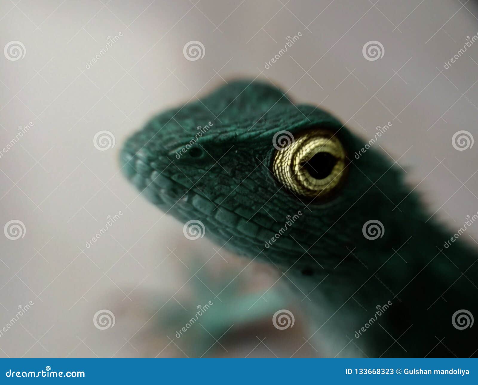 Blue girgit stock image. Image of yellow, girgit, blue - 133668323