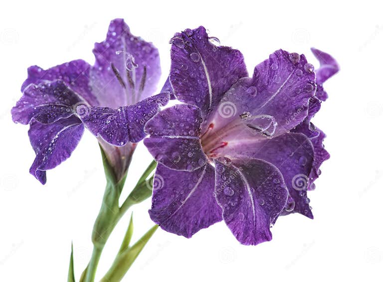 Blue gladiolus stock image. Image of petal, brown, flower - 13347071