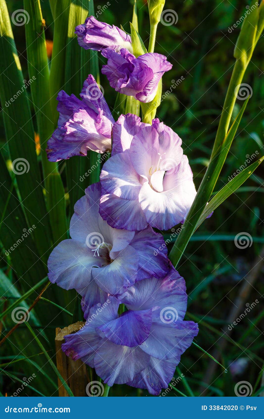 Blue gladiolus stock photo. Image of floral, gardens - 33842020