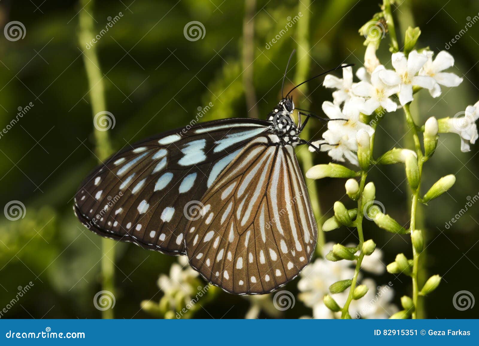 Blue Glassy Tiger Ideopsis Similis Butterfly Stock Image - Image of ...