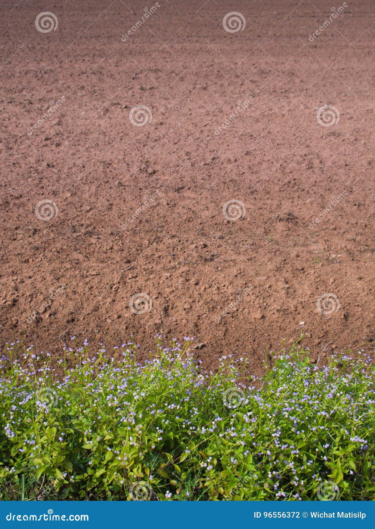 Blue Globe Amaranth Flowers in Front of the Soil Preparation Stock ...