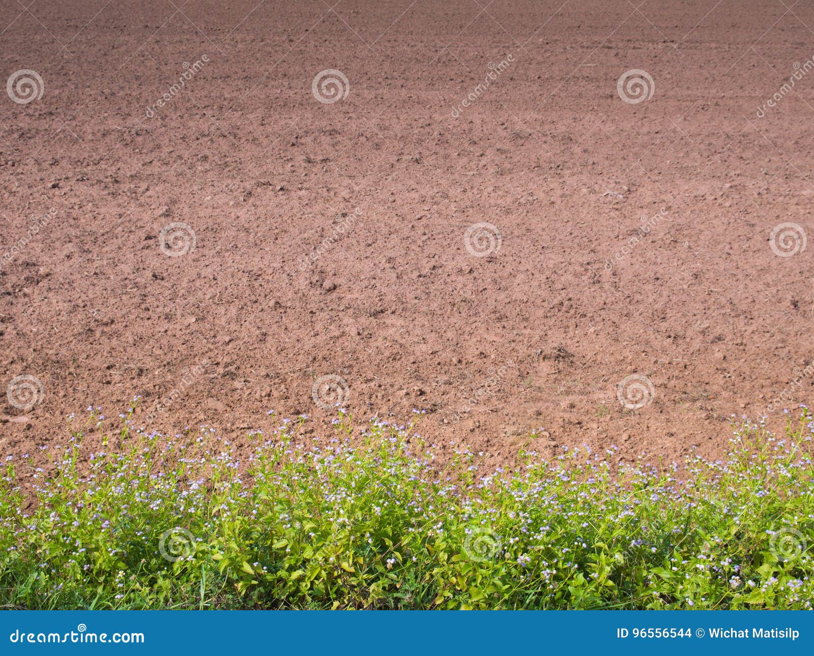 Blue Globe Amaranth Flowers in Front of the Soil Preparation Stock ...