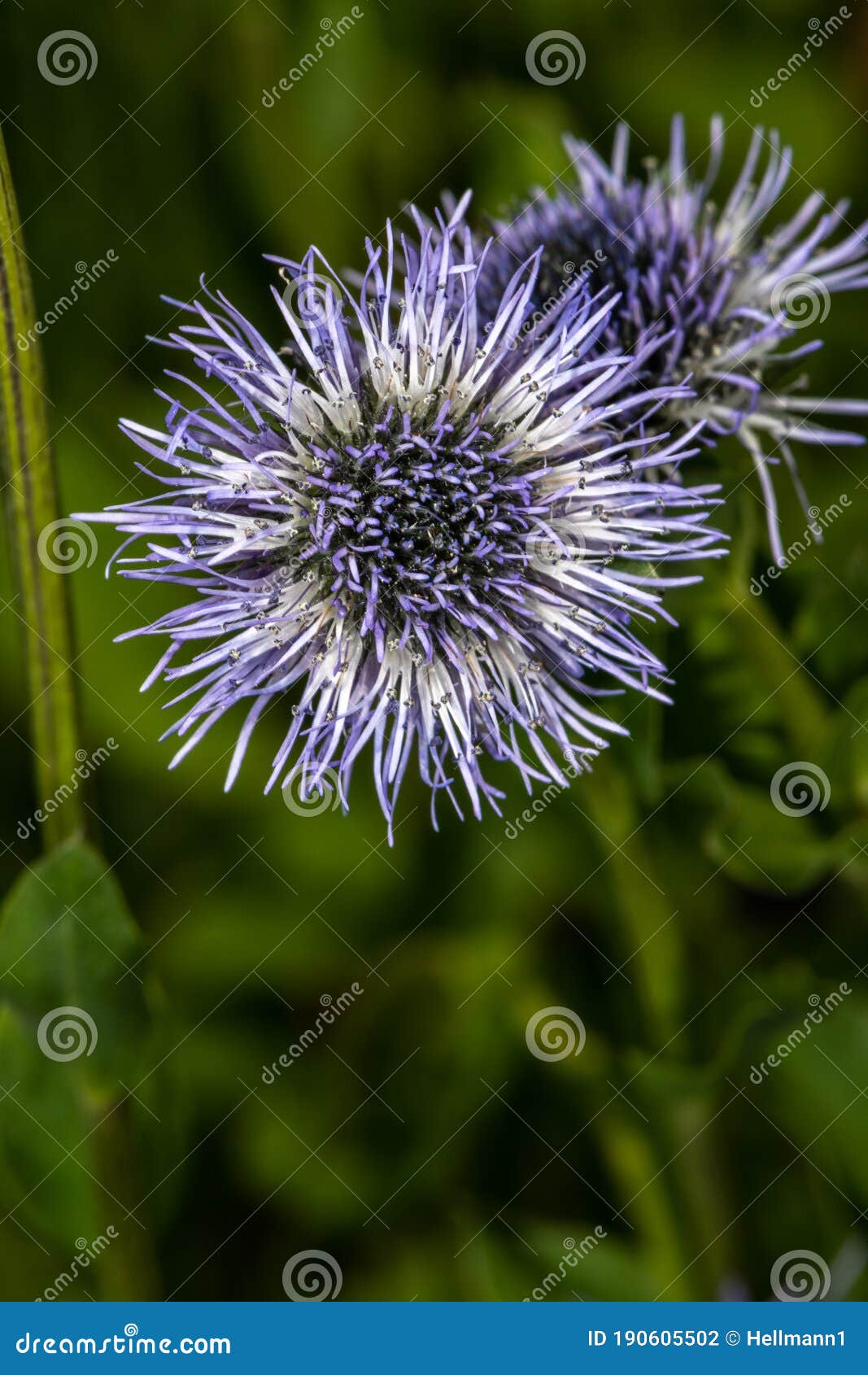 Blue Globe Daisy stock photo. Image of daisy, blue, botany - 190605502