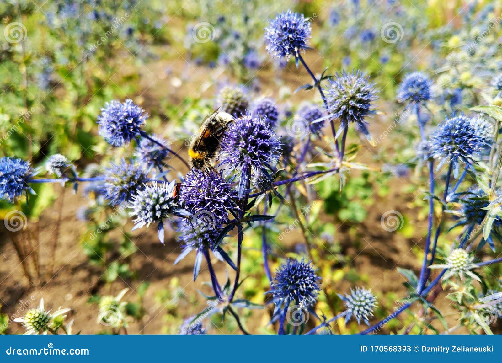 Blue Globe Thistle in Bloom in the Garden Stock Image - Image of blue ...