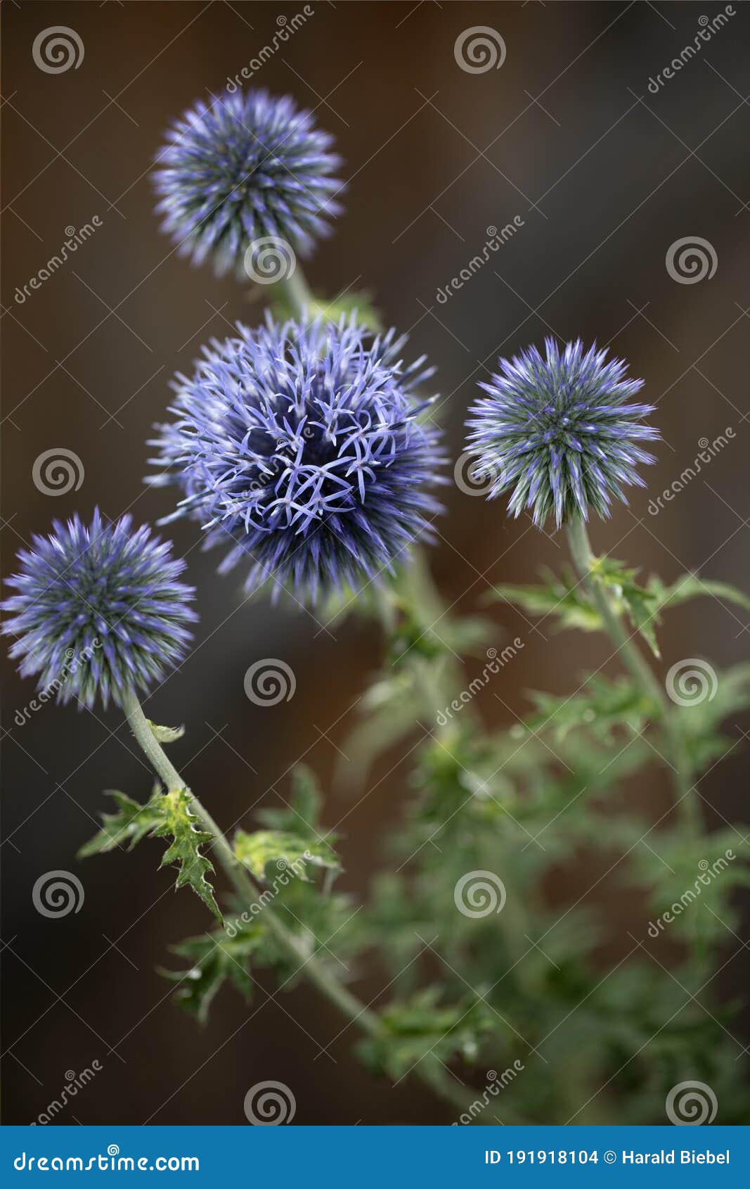 Blue Globe Thistle Echinops Stock Photo - Image of leaves, pollinators ...