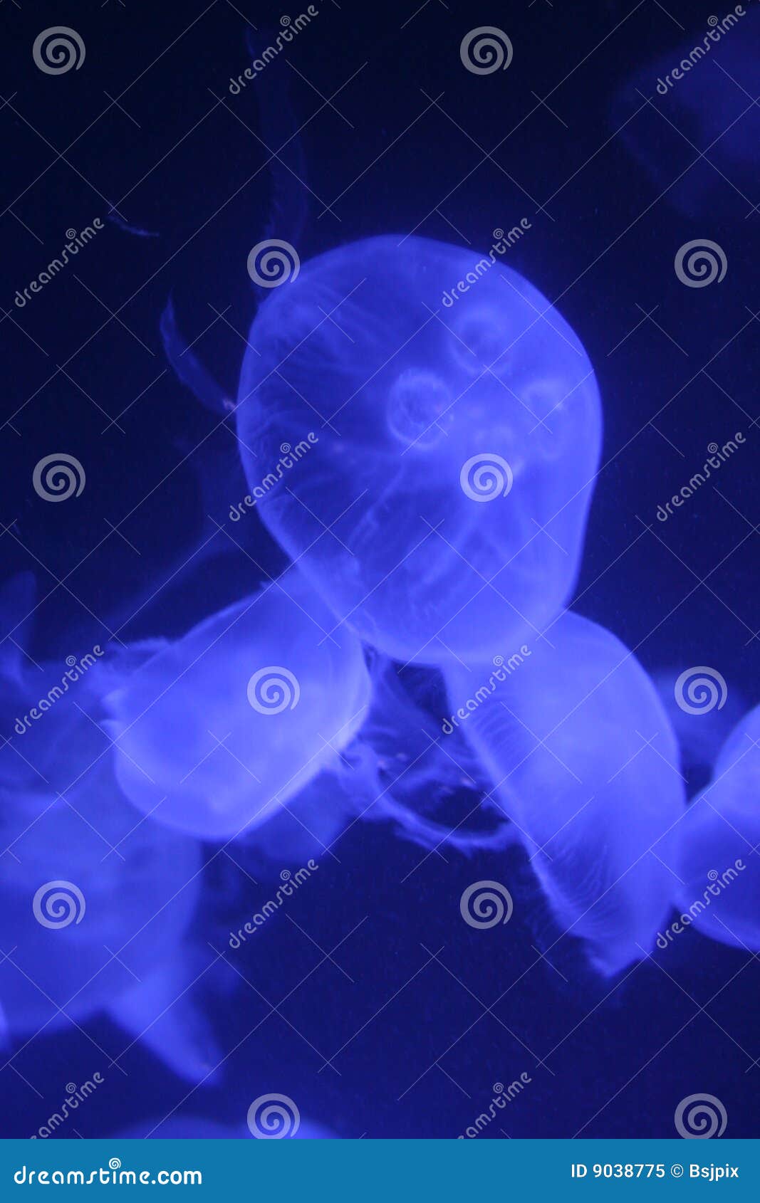Blue Glow Jellyfish stock image. Image of aqua, blue, jellies - 9038775