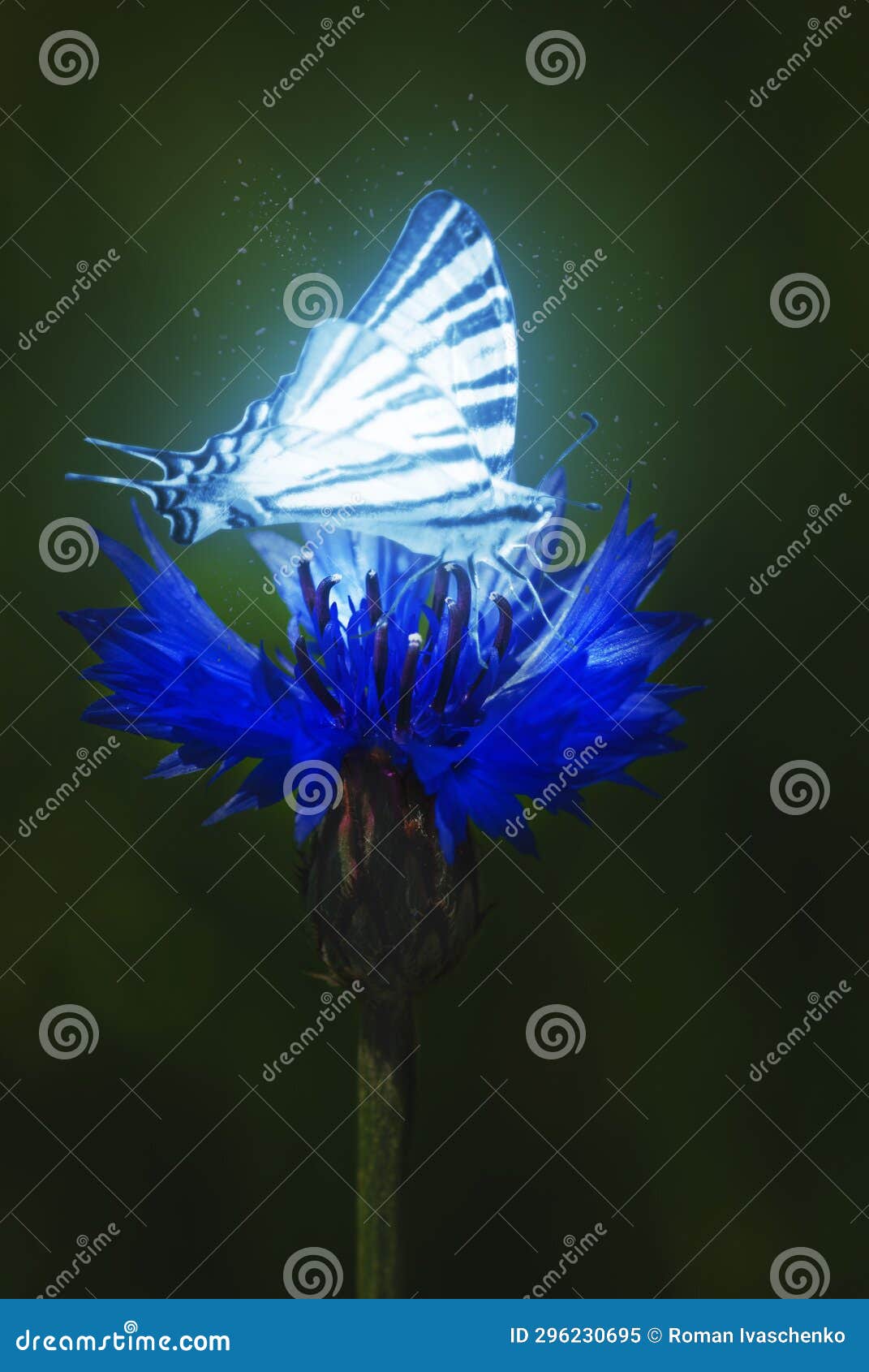 Blue Glowing Butterfly. Neon Butterfly on the Flower(cornflower Stock ...