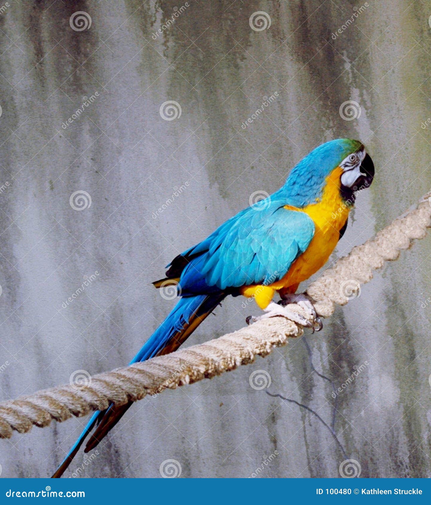 Blue and Gold Macaw stock photo. Image of bird, large, feathers - 100480