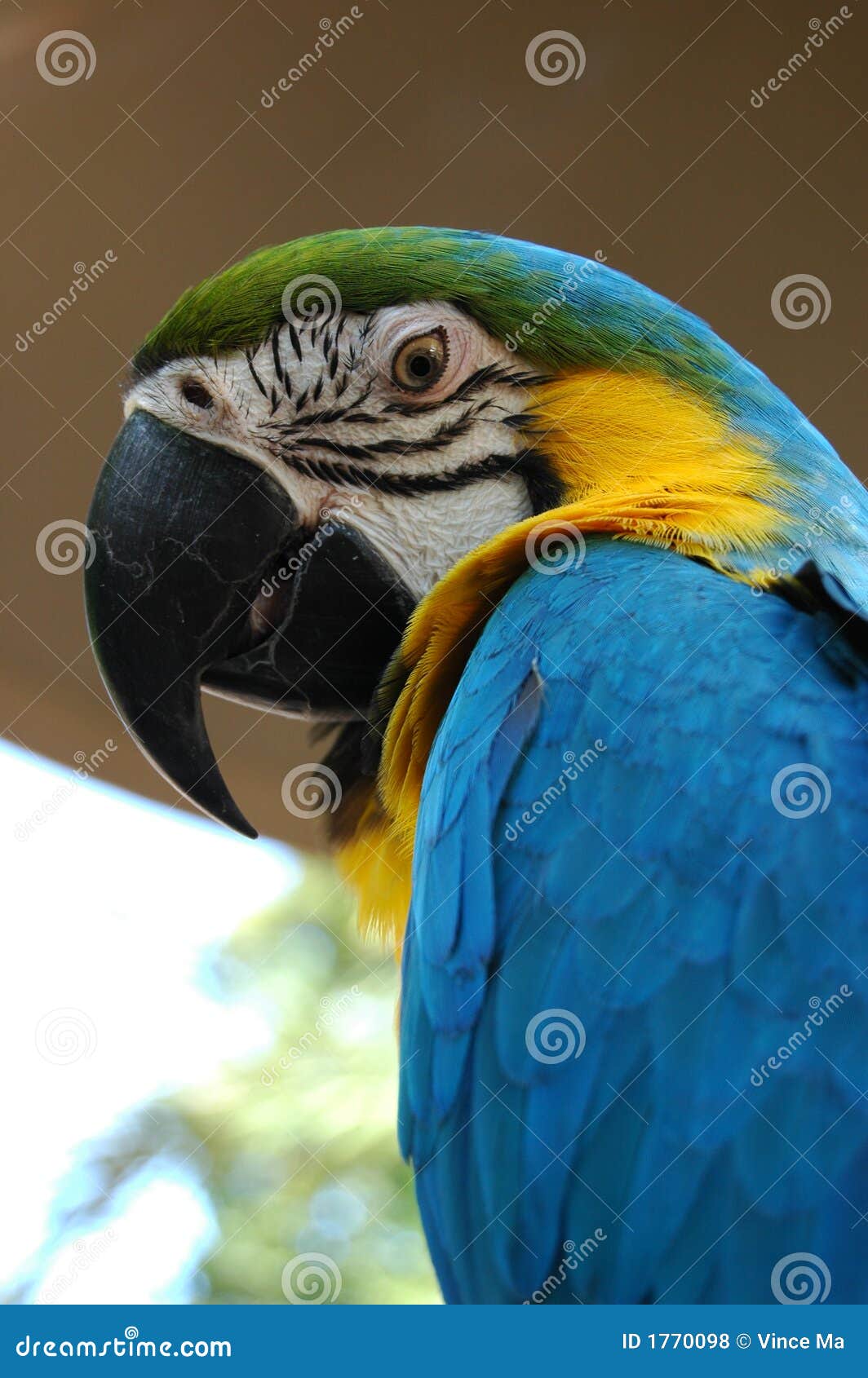Blue and Gold Macaw stock photo. Image of friendship, portrait - 1770098