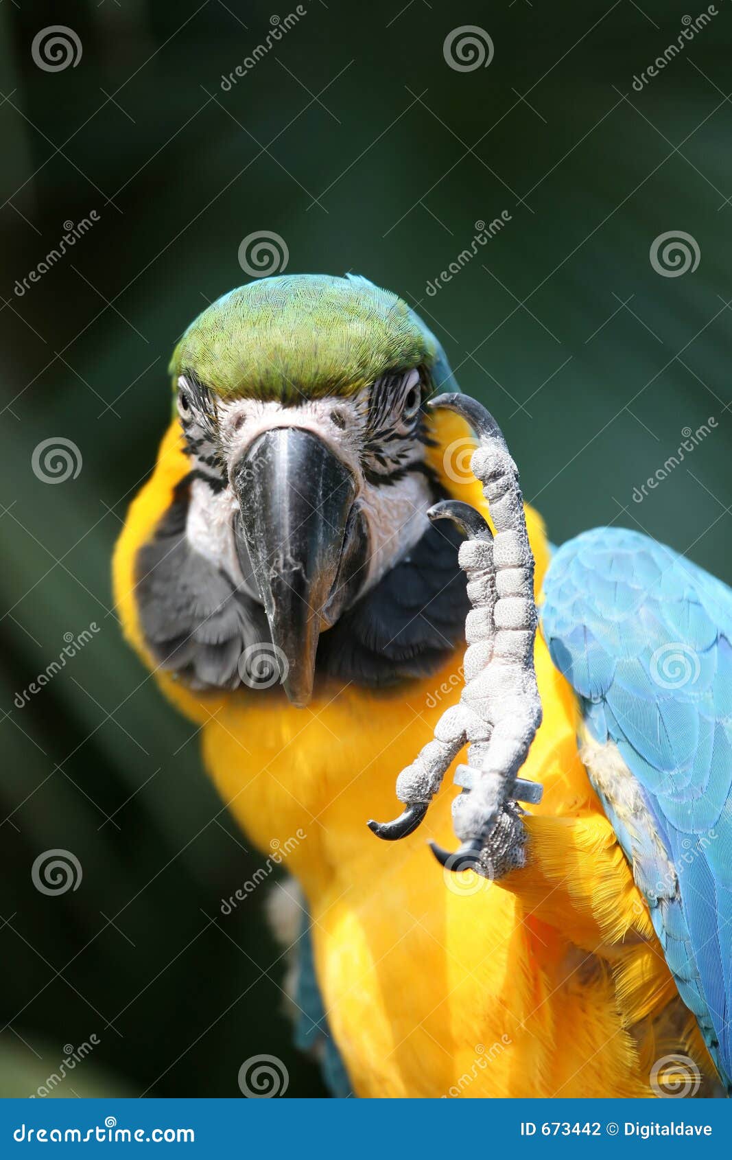 Blue and Gold macaw stock photo. Image of tropical, pecker - 673442