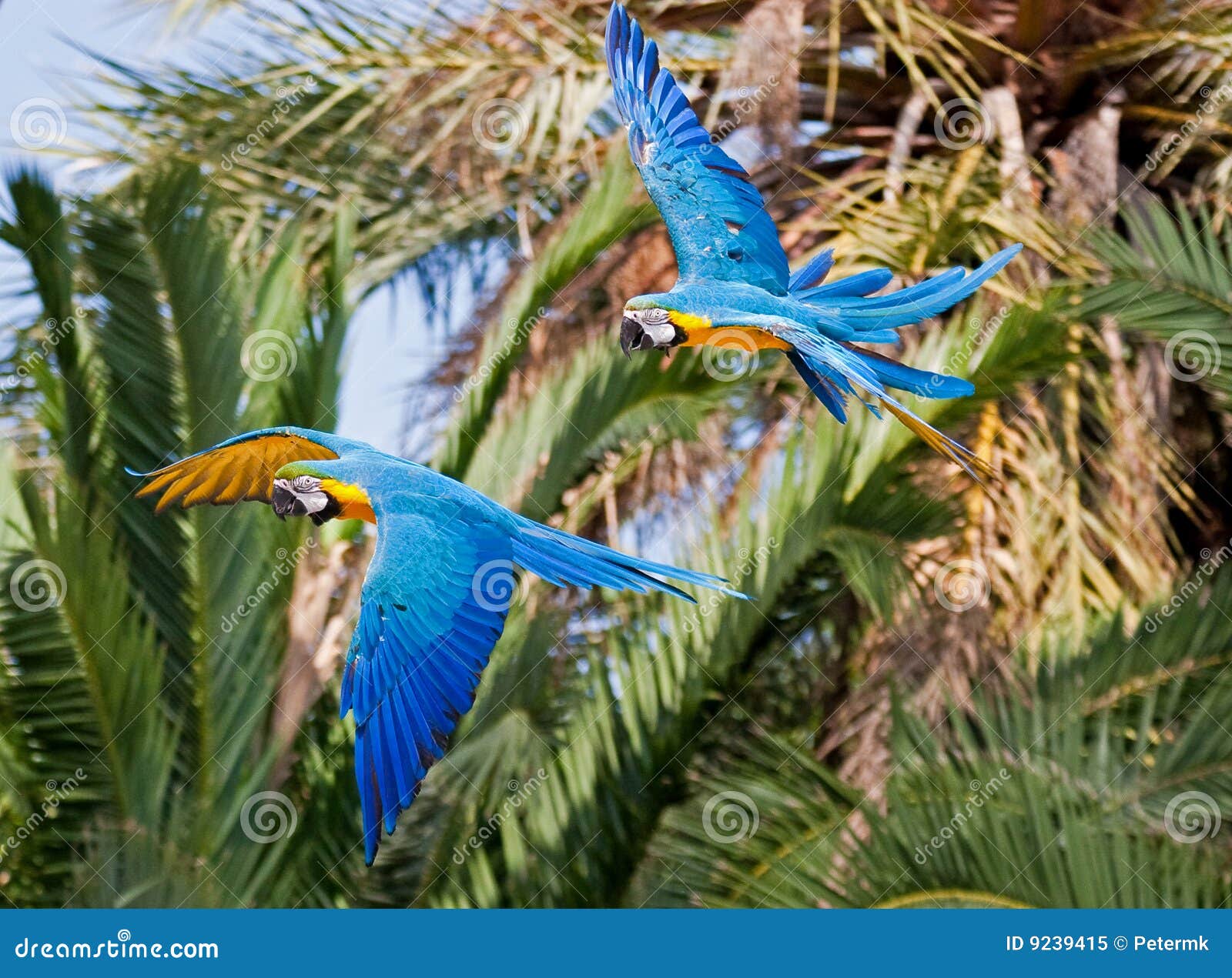 Blue and Gold Macaw stock image. Image of ararauna, tropical - 9239415