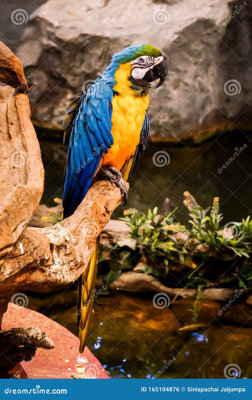 Blue and Gold Macaw Ara Ararauna is Standing on the Tree Branch Stock ...