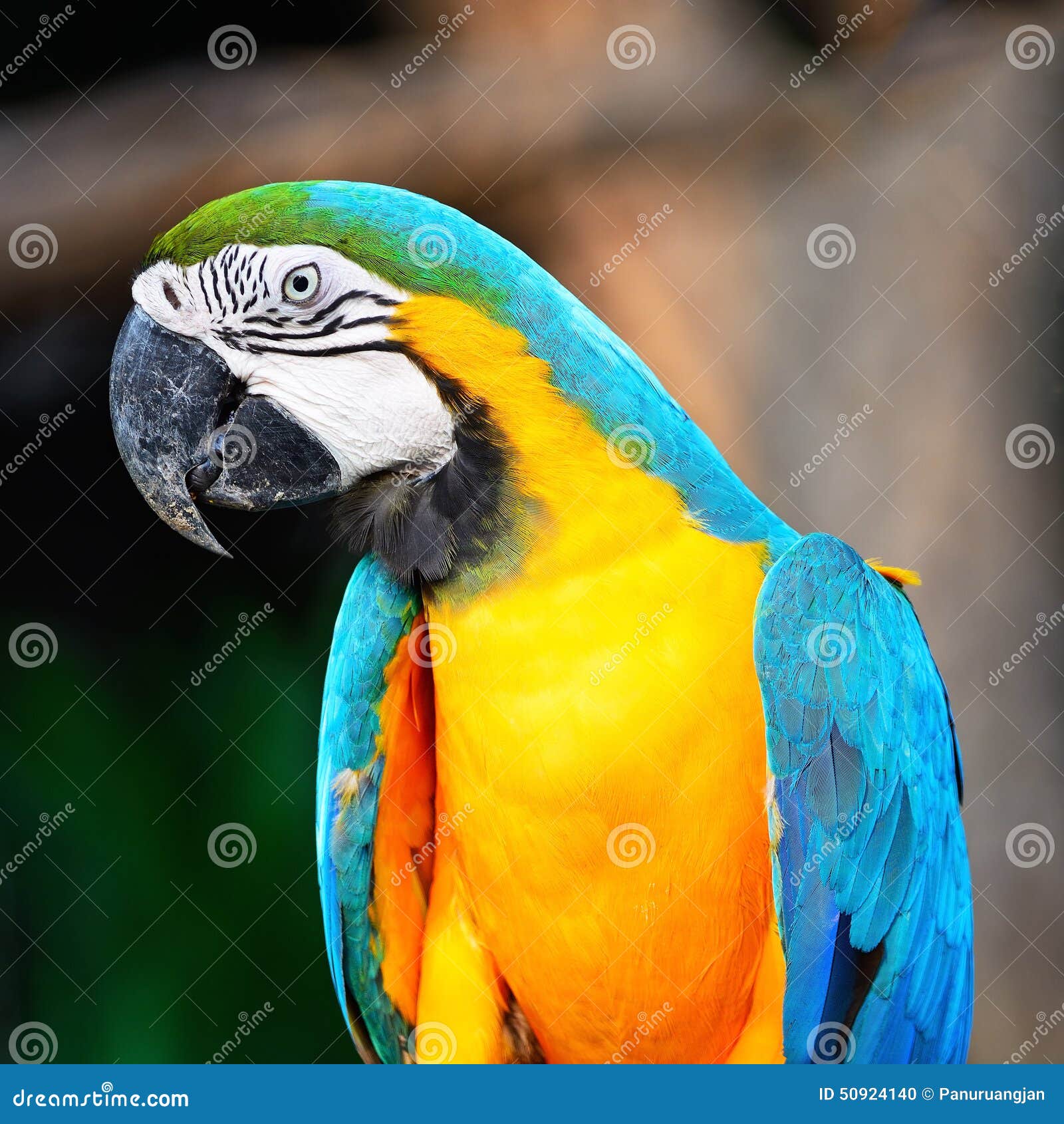 Blue and Gold Macaw stock photo. Image of beautiful, color - 50924140