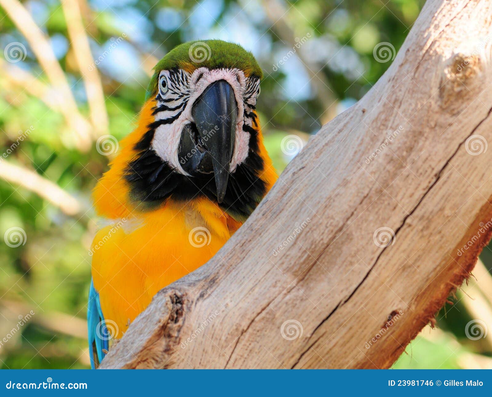 Blue-and-gold Macaw Bird stock photo. Image of parrot - 23981746
