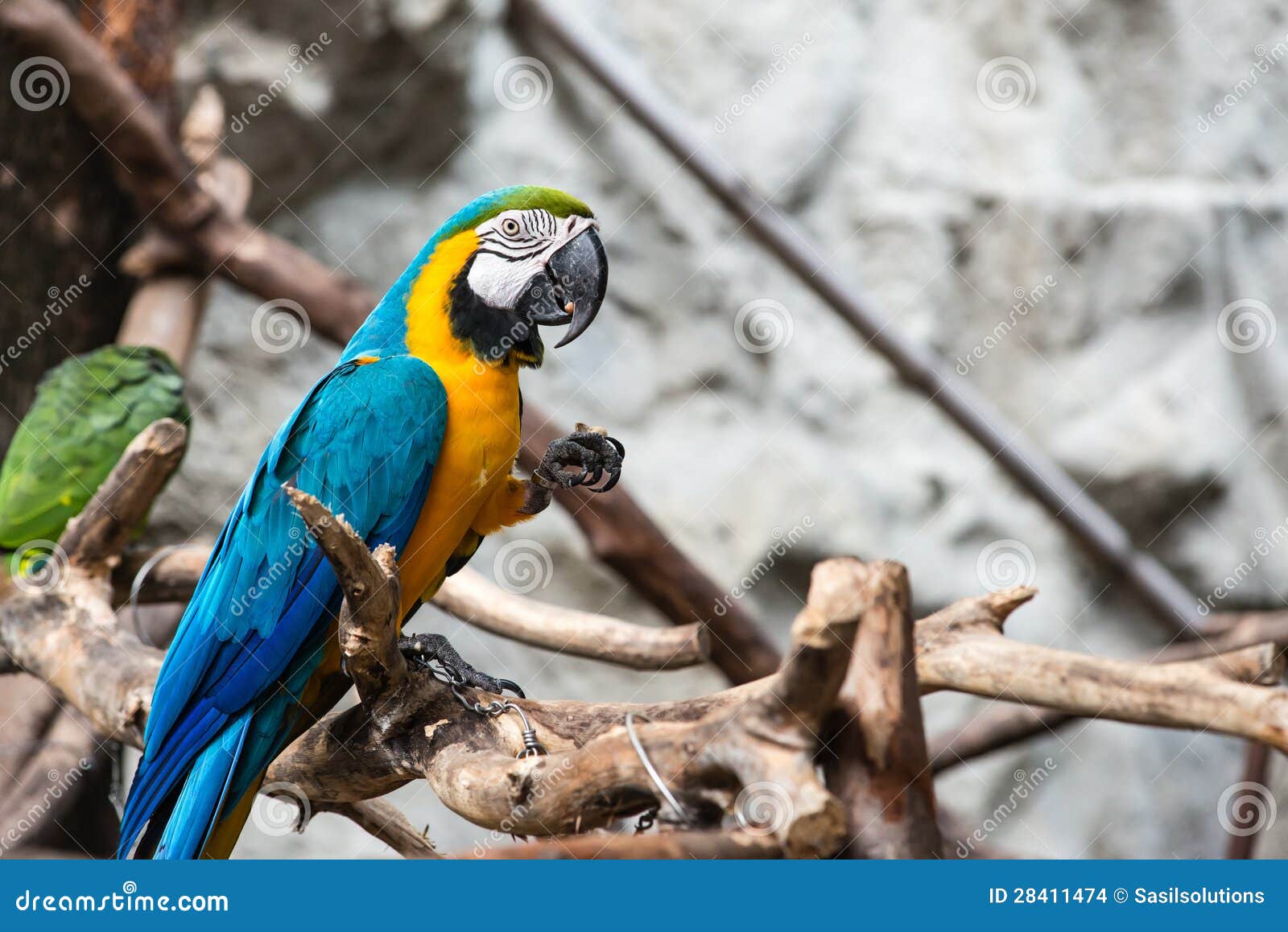 Blue and Gold macaw bird stock photo. Image of nature - 28411474