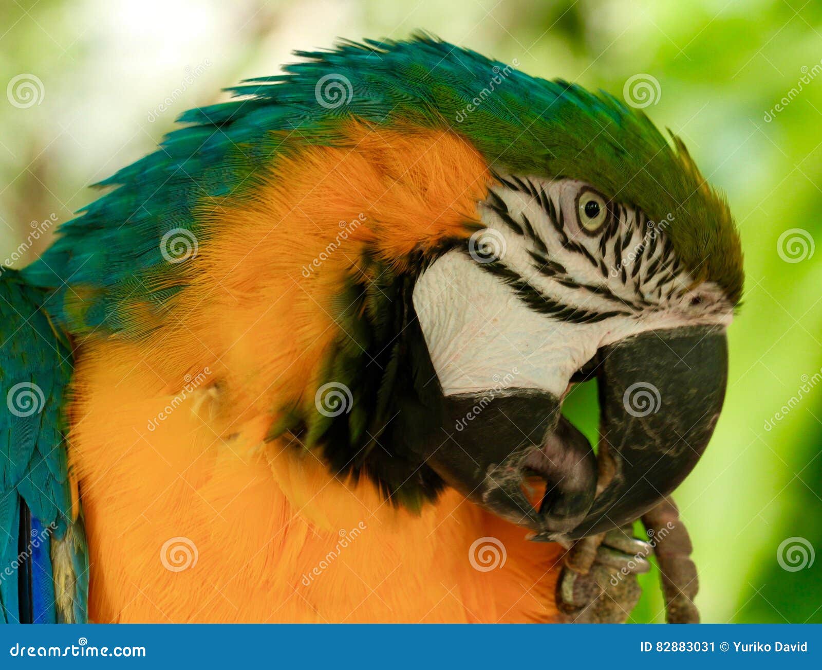 Blue & Gold Macaw, Exotic, Bird, Amazon Parrot, Species Stock Image ...