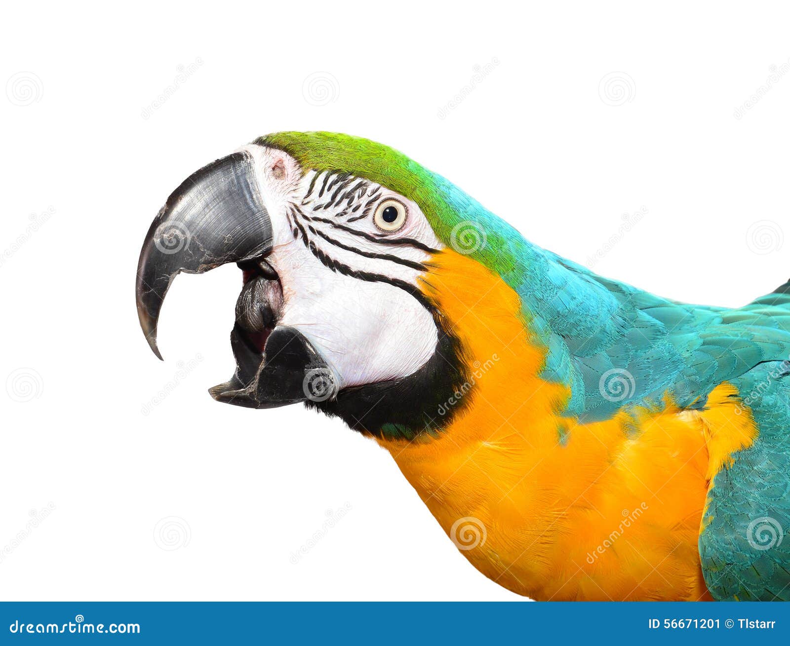 Yellow And Blue Macaw Face