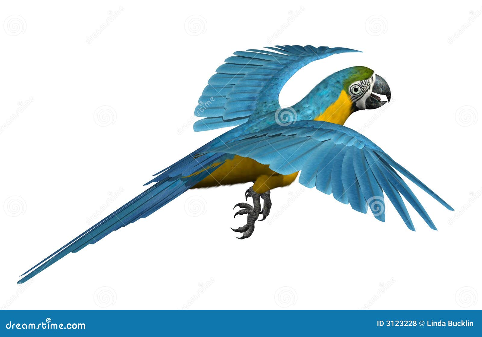 Blue Macaw Flying