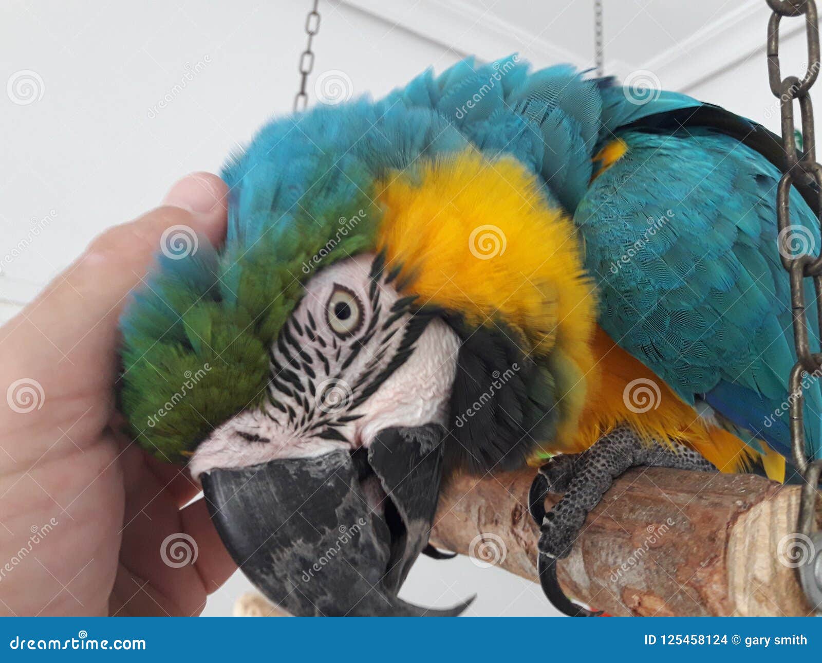 Blue gold macaw parrot stock photo. Image of macaw, parrot - 125458124