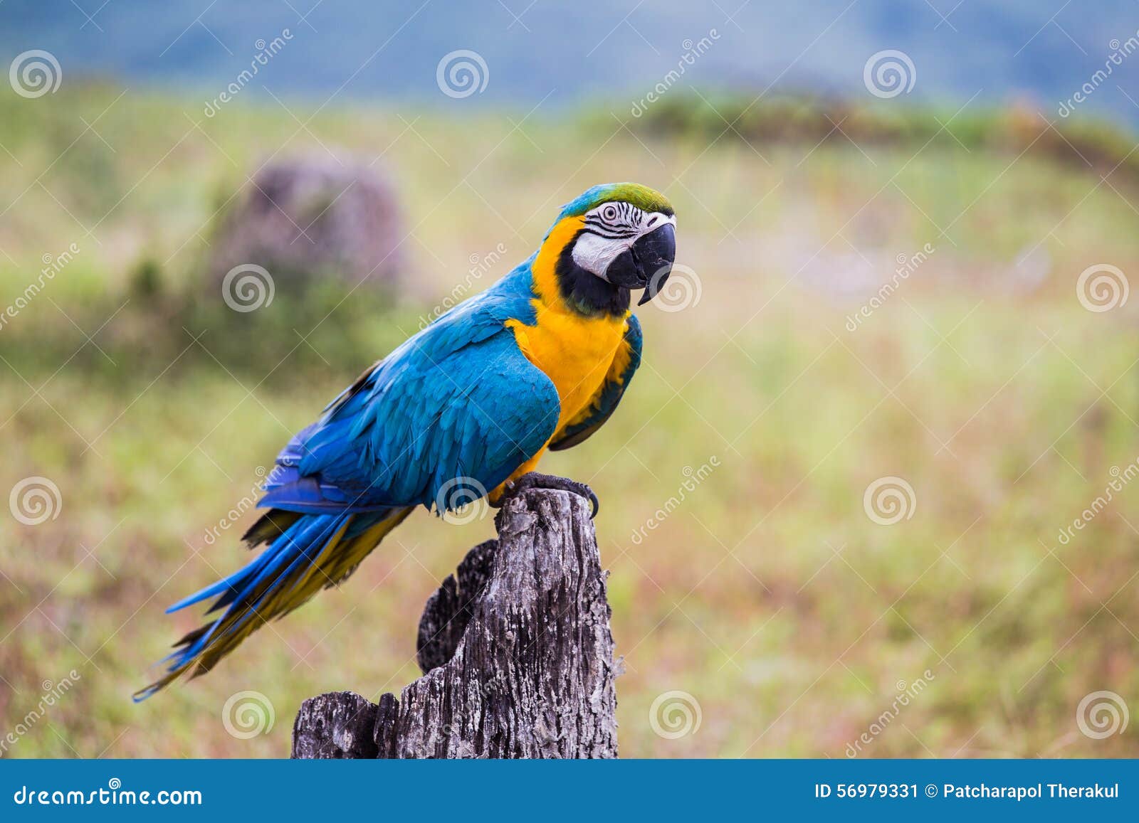 Blue Gold Macaw Parrot stock image. Image of macaw, parrot - 56979331