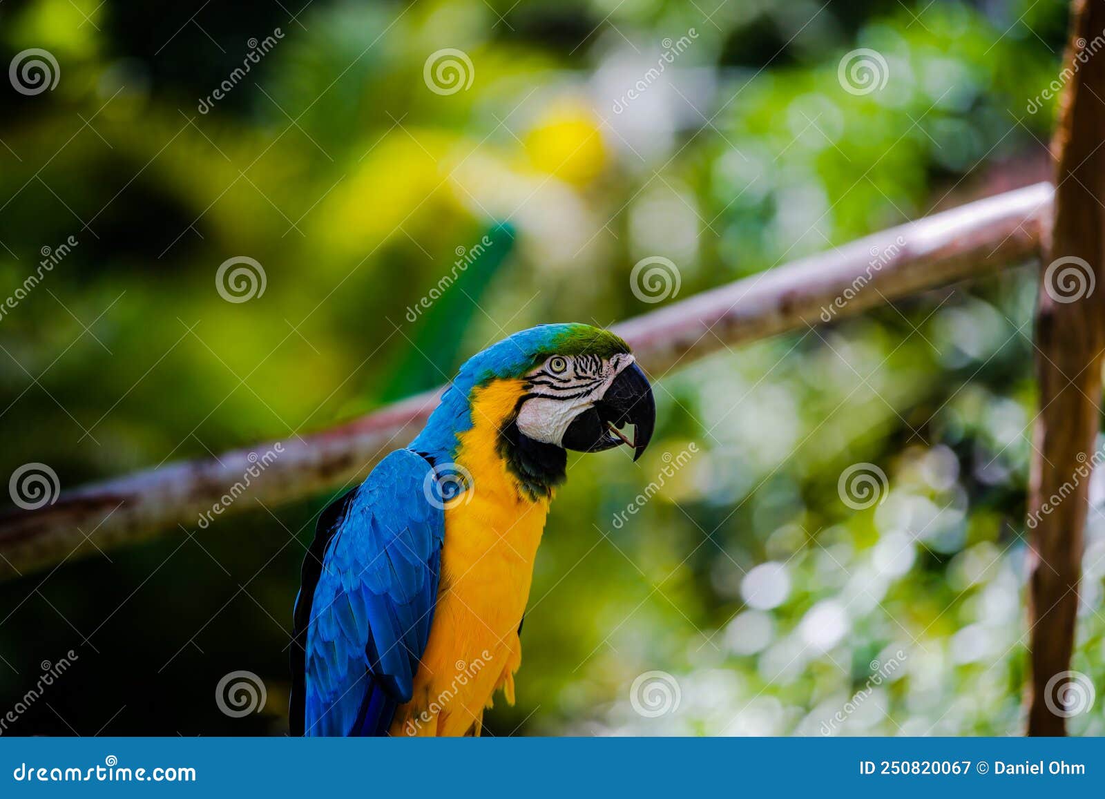 Blue and Gold Macaw Parrot Staring at the Camera Stock Image - Image of ...