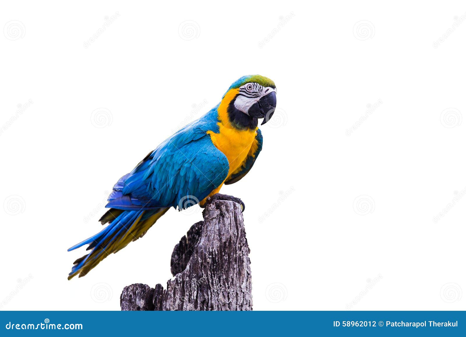 Blue Gold Macaw Parrot stock photo. Image of yellow, gold - 58962012