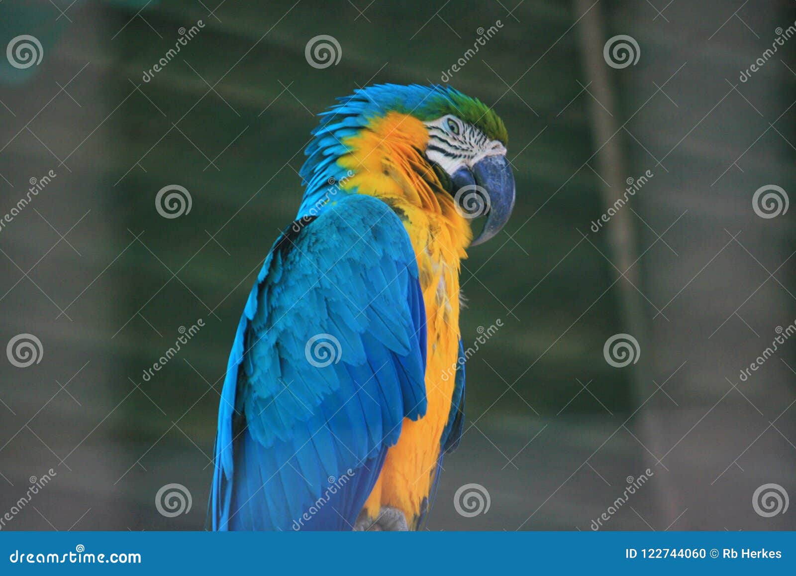 Blue and Gold Macaw in Side View Looking at the Camera Stock Photo ...