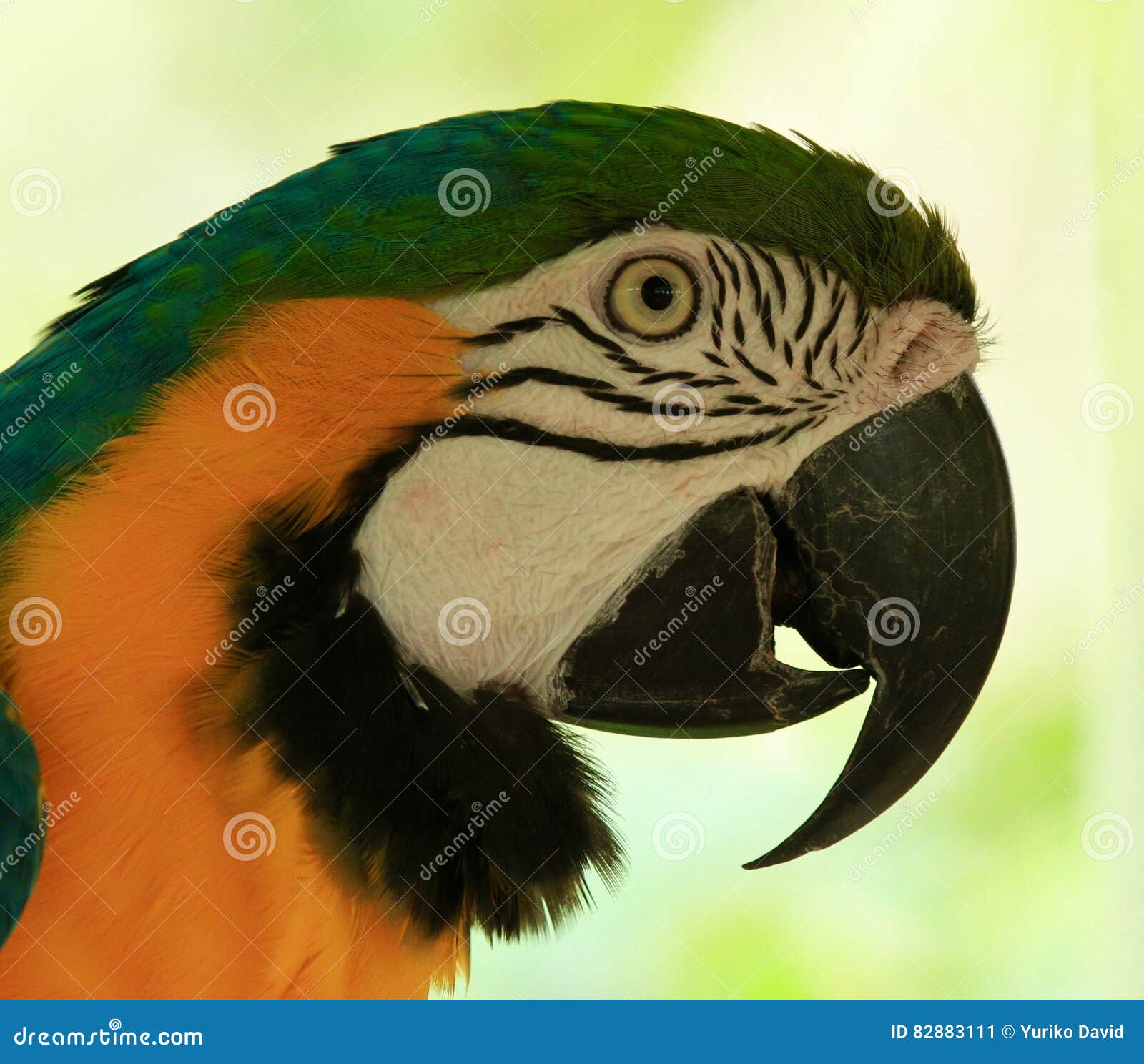 Blue & Gold, Parrot, Amazon Parrot Stock Image - Image of migratory ...