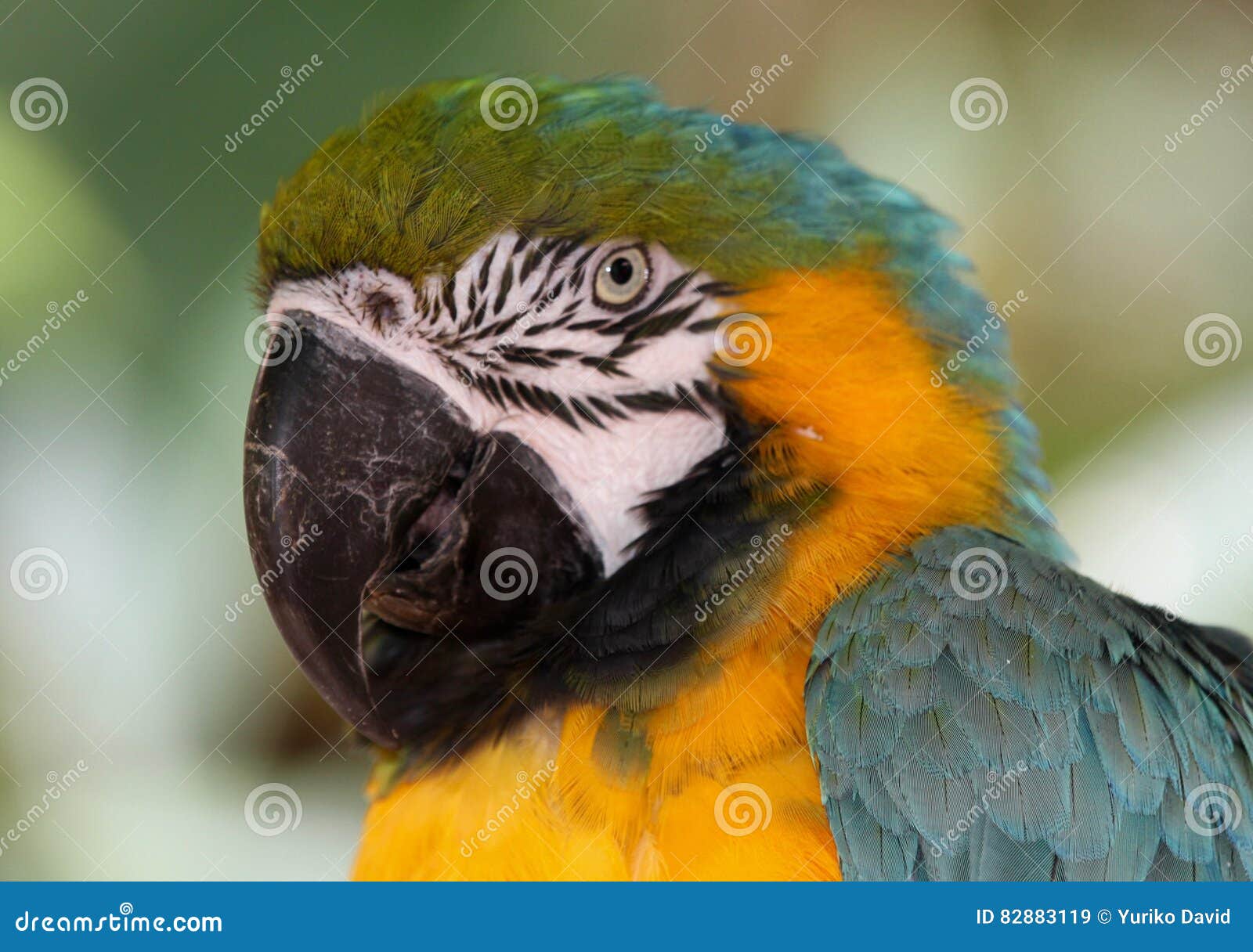 Blue & Gold, Parrot, Amazon Parrot Stock Image - Image of feathers ...