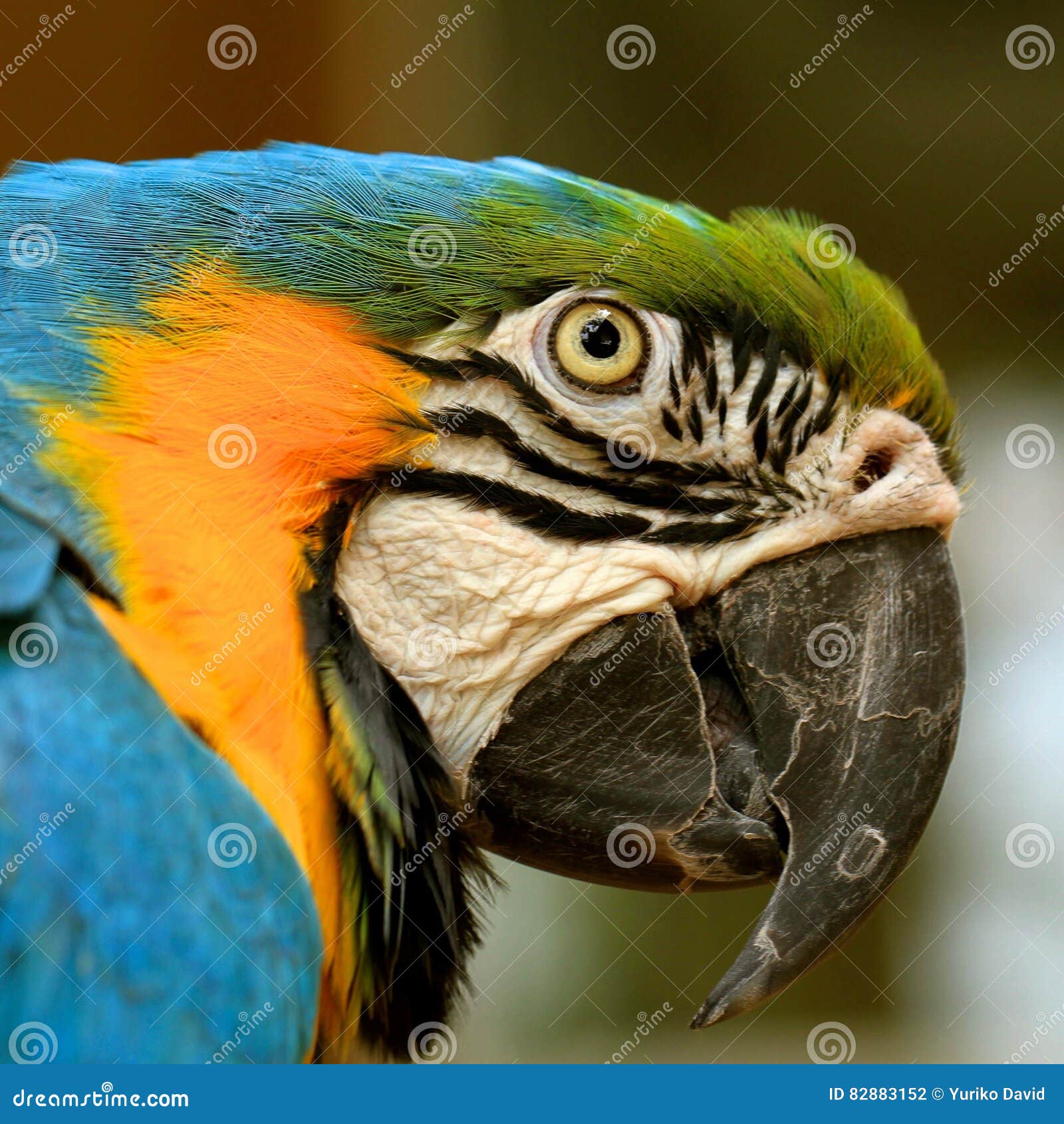 Blue & Gold, Parrot, Amazon Parrot Stock Photo - Image of gold, parrot ...