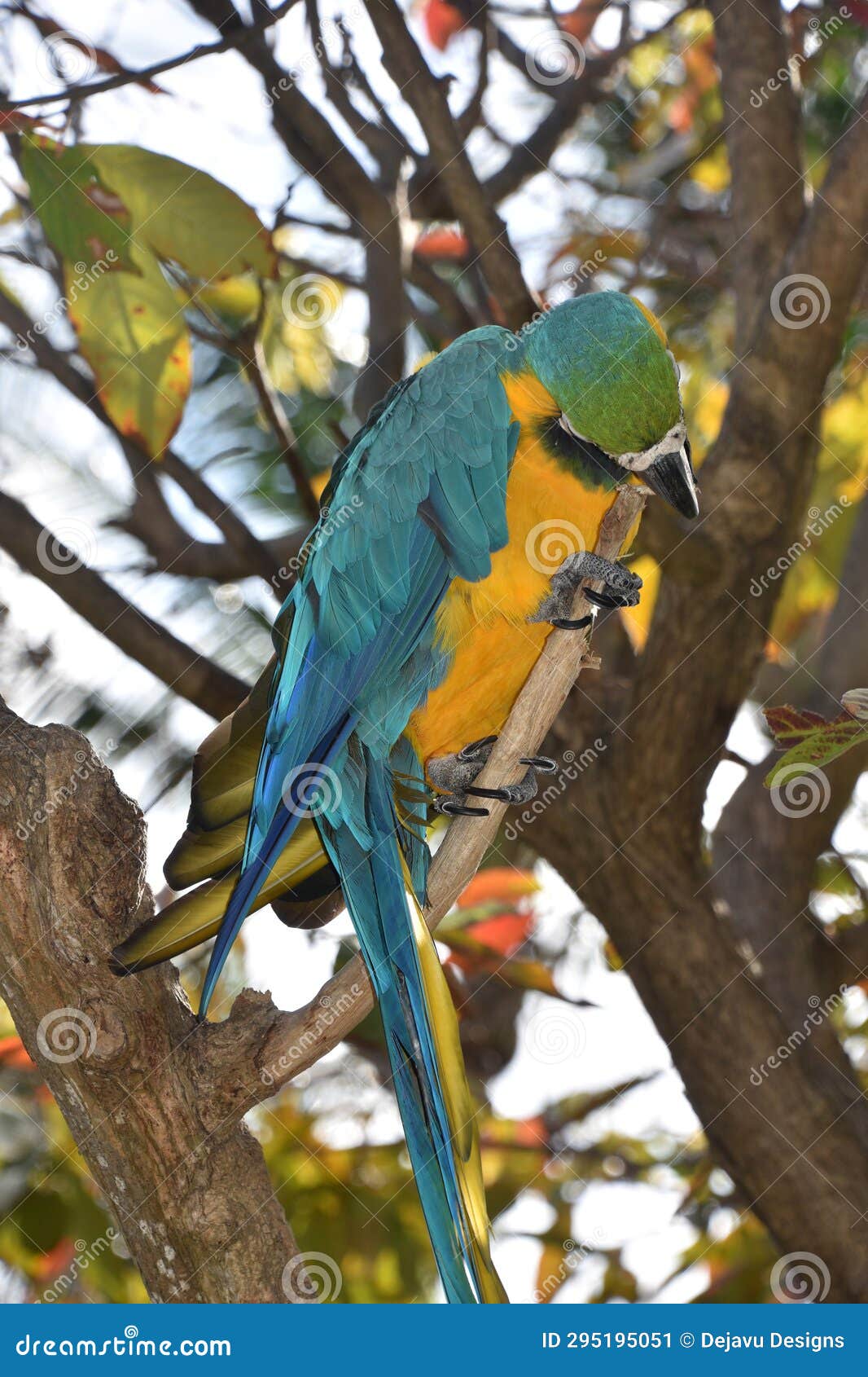 Kea Parrot Chewing On Wood, Bird Sharpening Its Beak, Endangered Animal ...