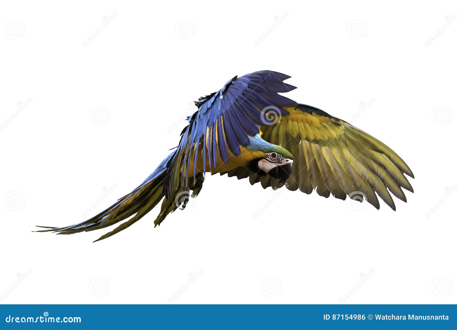Blue and Gold Parrot in Flight Stock Photo - Image of view, blue: 87154986