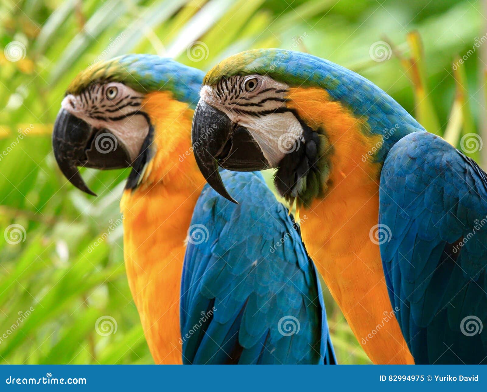 Blue & Gold Parrot, Macaw Parrot, Exotic Bird Stock Image - Image of ...
