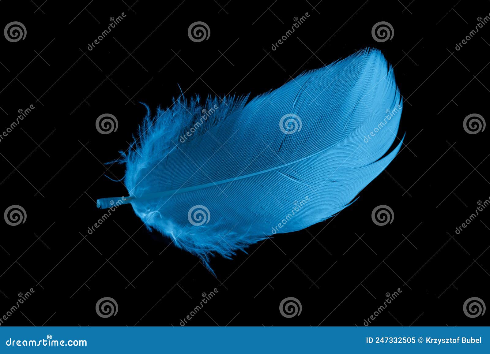 Blue Goose Feather on Black Background Stock Image - Image of closeup ...