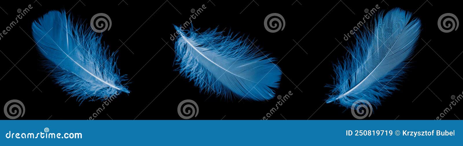 Blue Goose Feather on Black Background Stock Image - Image of peacock ...