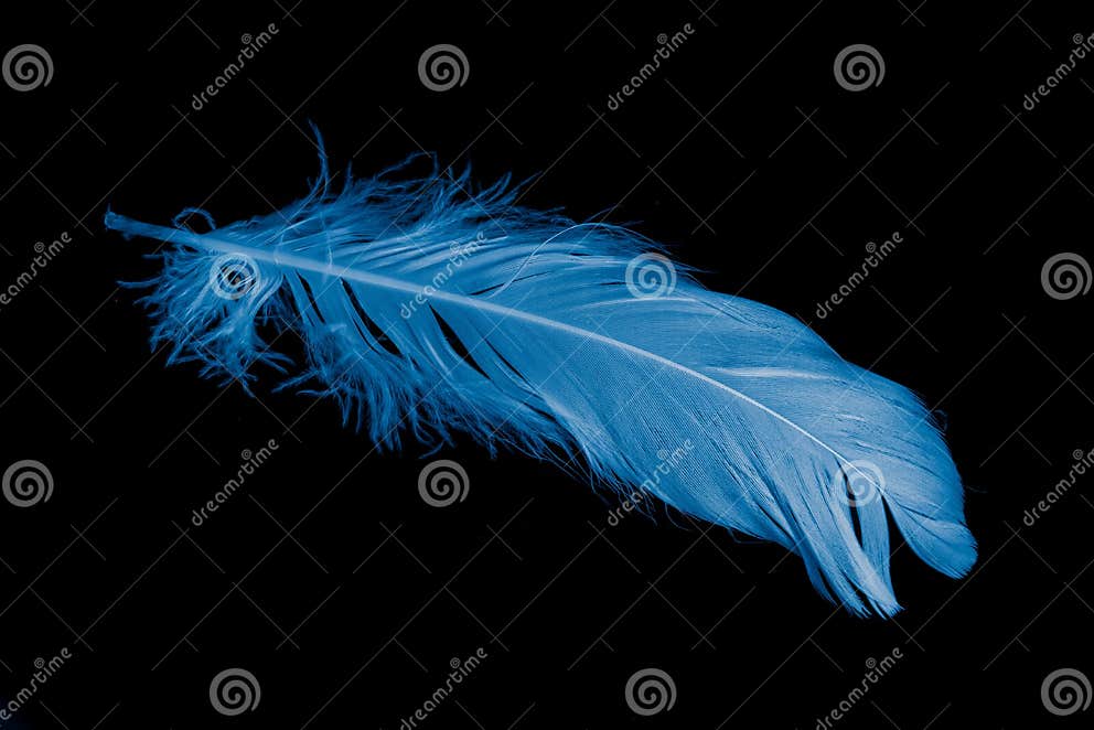 Blue Goose Feather on Black Background Stock Image - Image of isolated ...