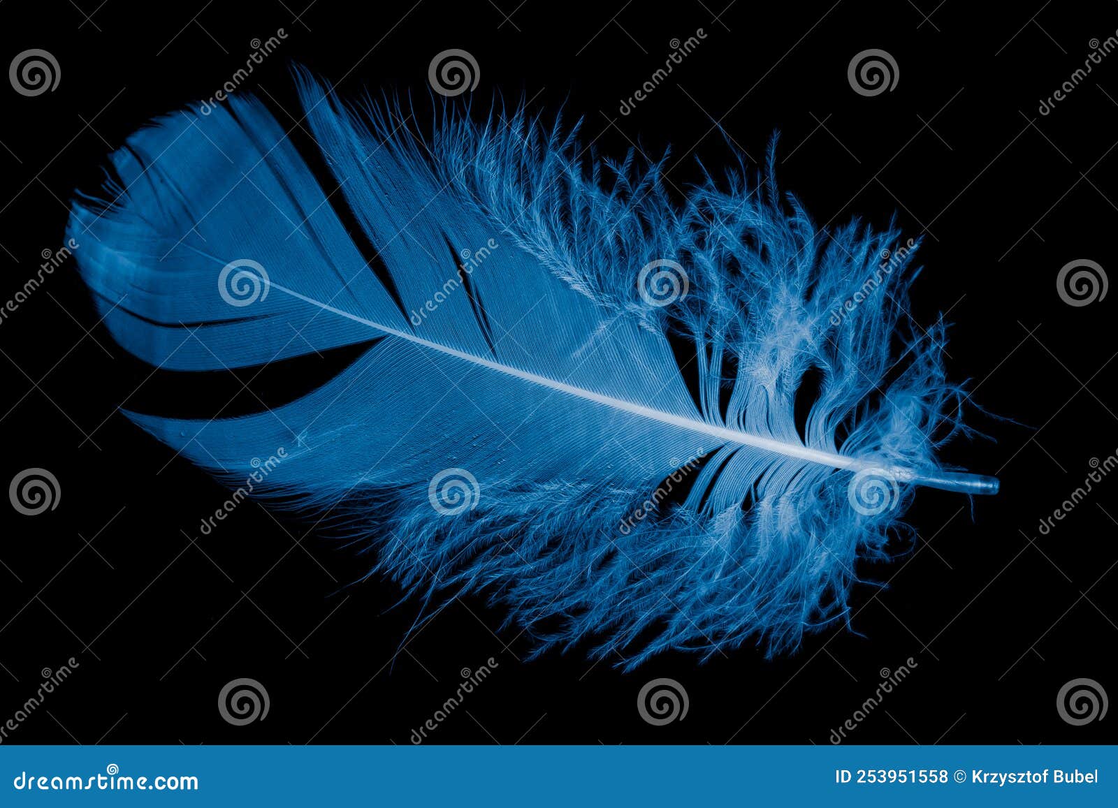 Blue Goose Feather on Black Background Stock Photo - Image of object ...